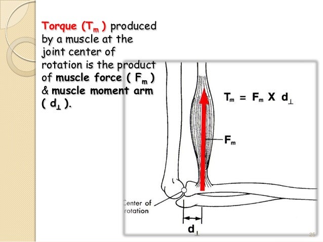Muscular System (Our Muscle)