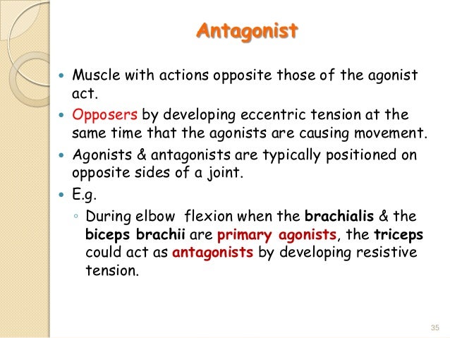 Muscular System (Our Muscle)