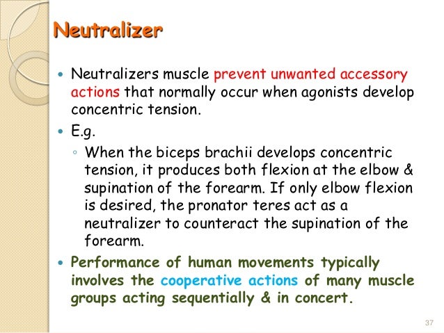 Muscular System (Our Muscle)