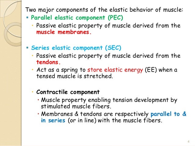 Muscular System (Our Muscle)