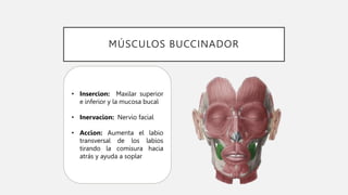 5 MUSCULOS DE LA CABEZA.pptx