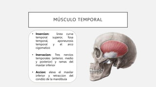 5 MUSCULOS DE LA CABEZA.pptx
