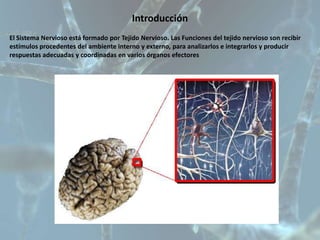 5 neuronas y sinapsis | PPTX