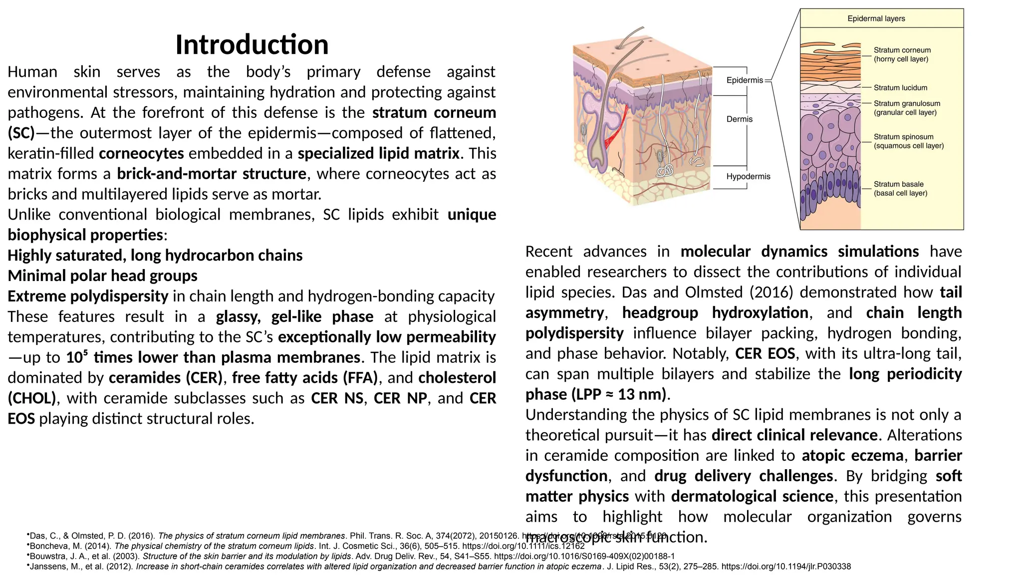 The Physics of Stratum Corneum Lipid Membranes | PPTX