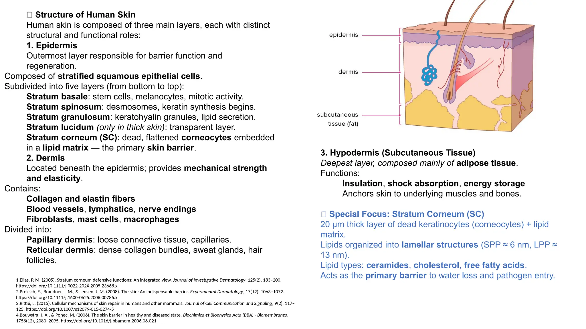 The Physics of Stratum Corneum Lipid Membranes | PPTX