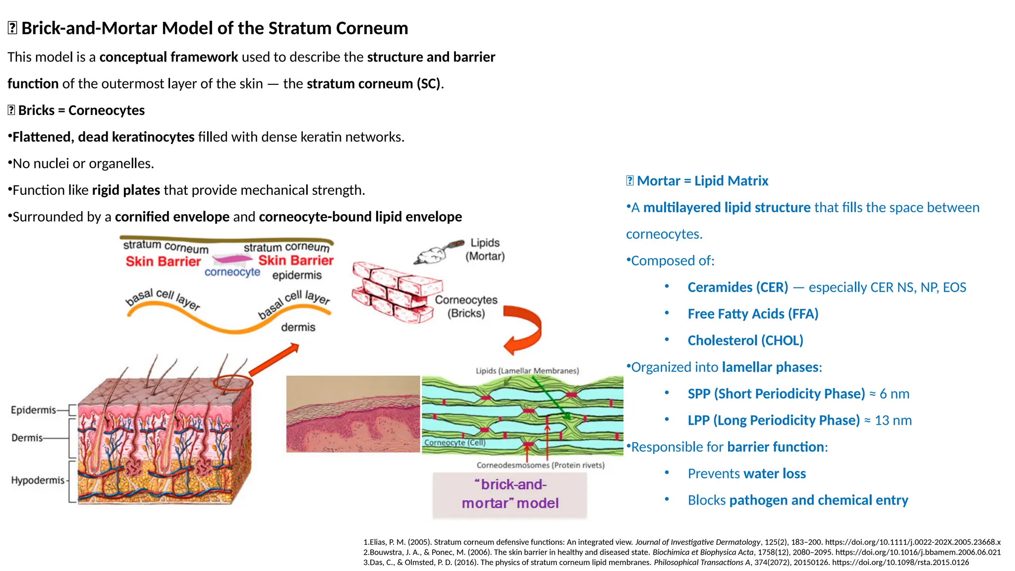 The Physics of Stratum Corneum Lipid Membranes | PPTX