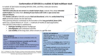 The Physics of Stratum Corneum Lipid Membranes | PPTX