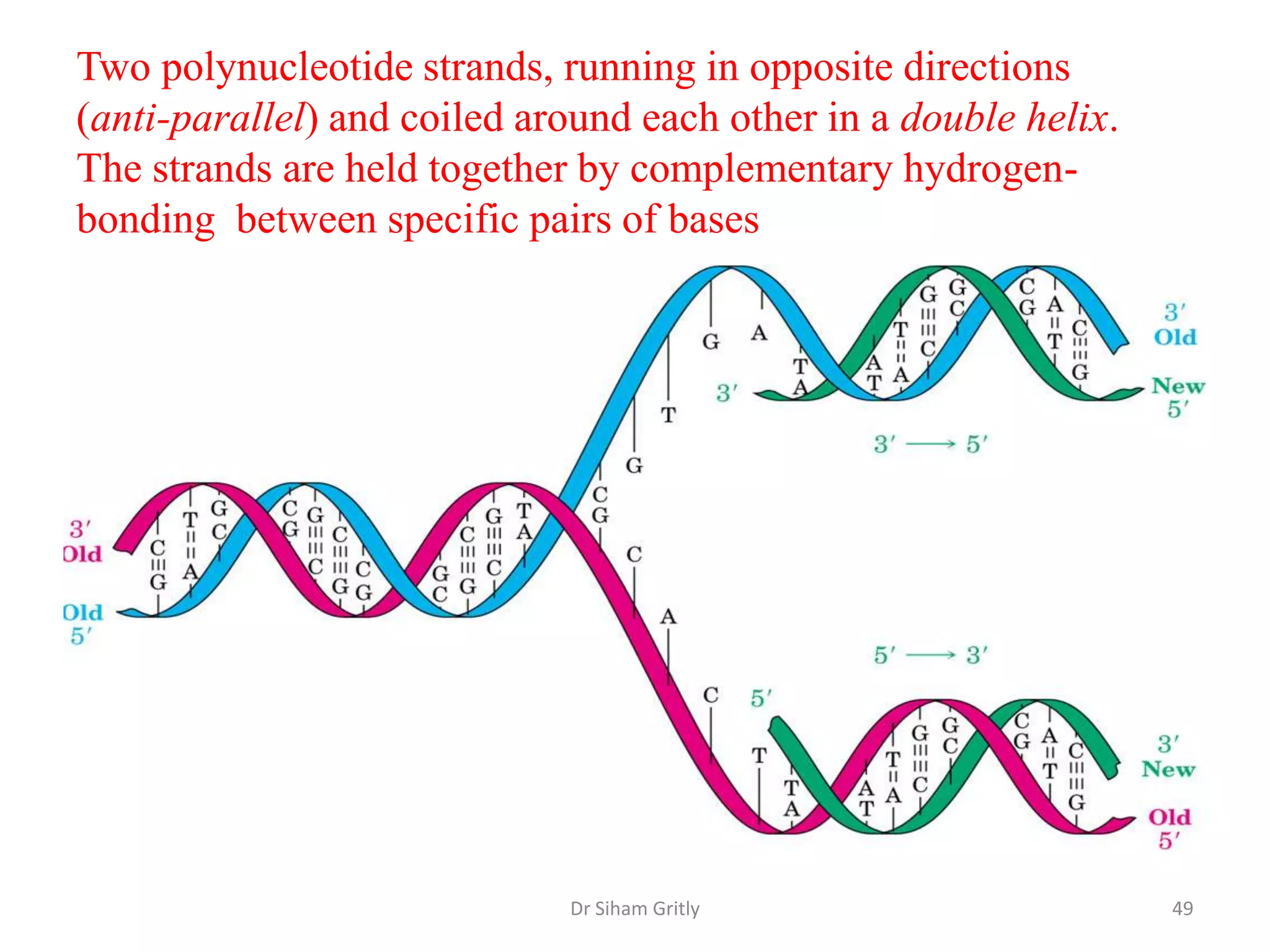 5 nucleotides and nucleic acids lecture | PPTX