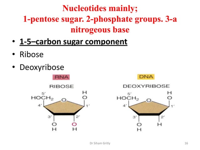 5 nucleotides and nucleic acids lecture | PPTX
