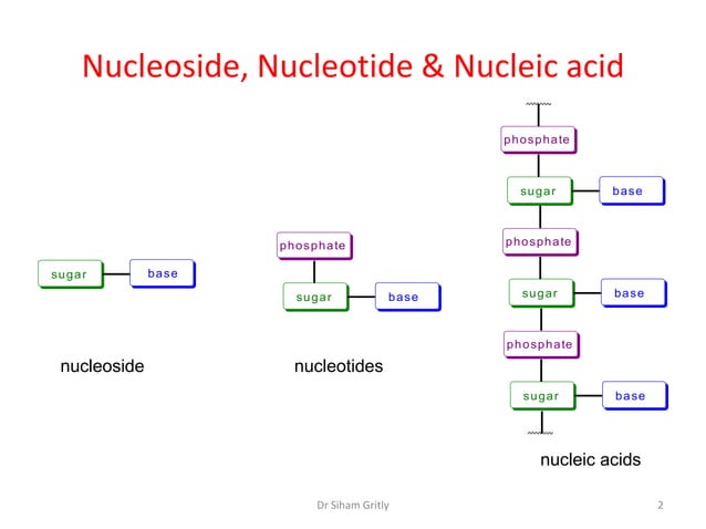 5 nucleotides and nucleic acids lecture | PPTX