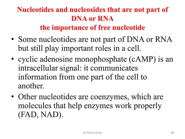 5 nucleotides and nucleic acids lecture | PPTX