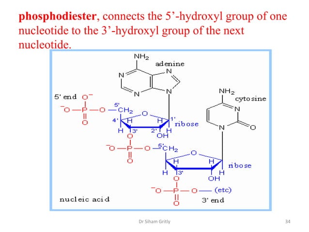 5 nucleotides and nucleic acids lecture | PPTX