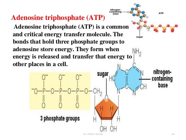 Nucleic Acid Metabolism Wikipedia