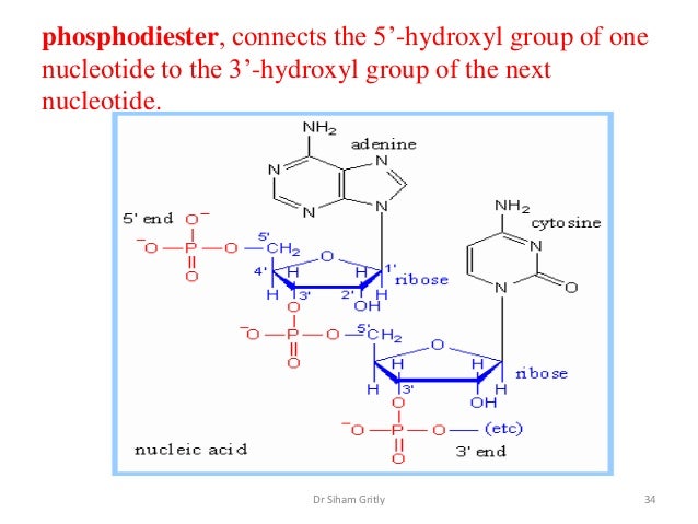5 nucleotides and nucleic acids lecture