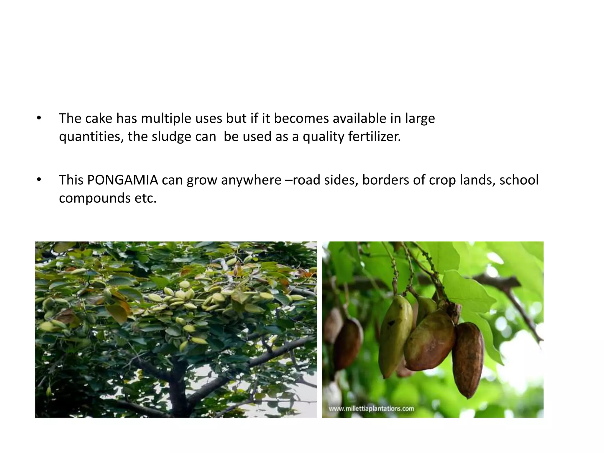 Presentation on pongamia by akhil.g | PPTX
