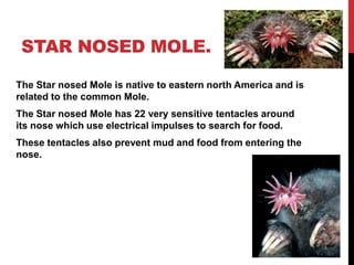 5 of the strangest animals | PPTX