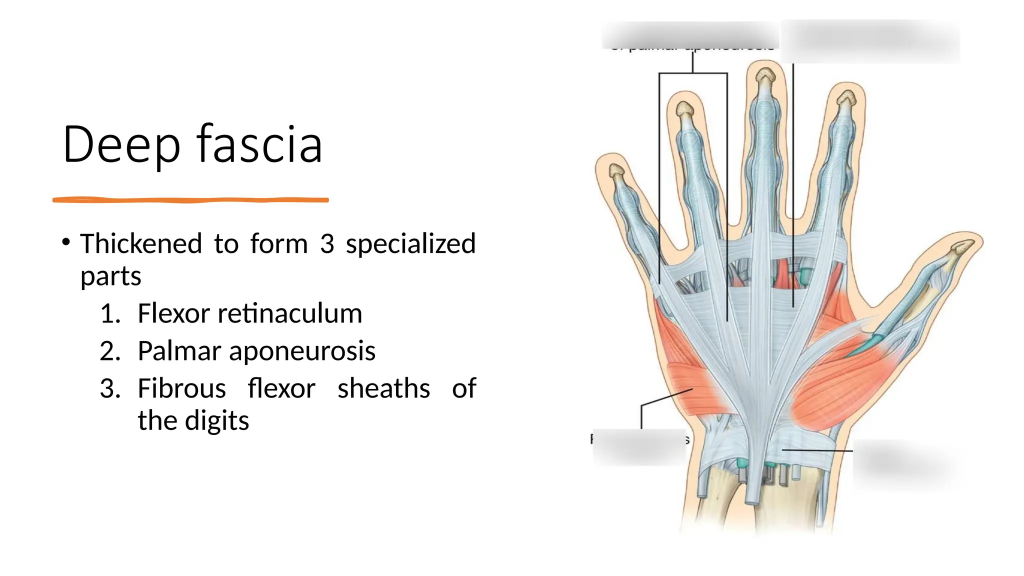 Palm of hand-MUSCLES,BLOOD SUPPLY AND NERVE SUPPLY | PPTX