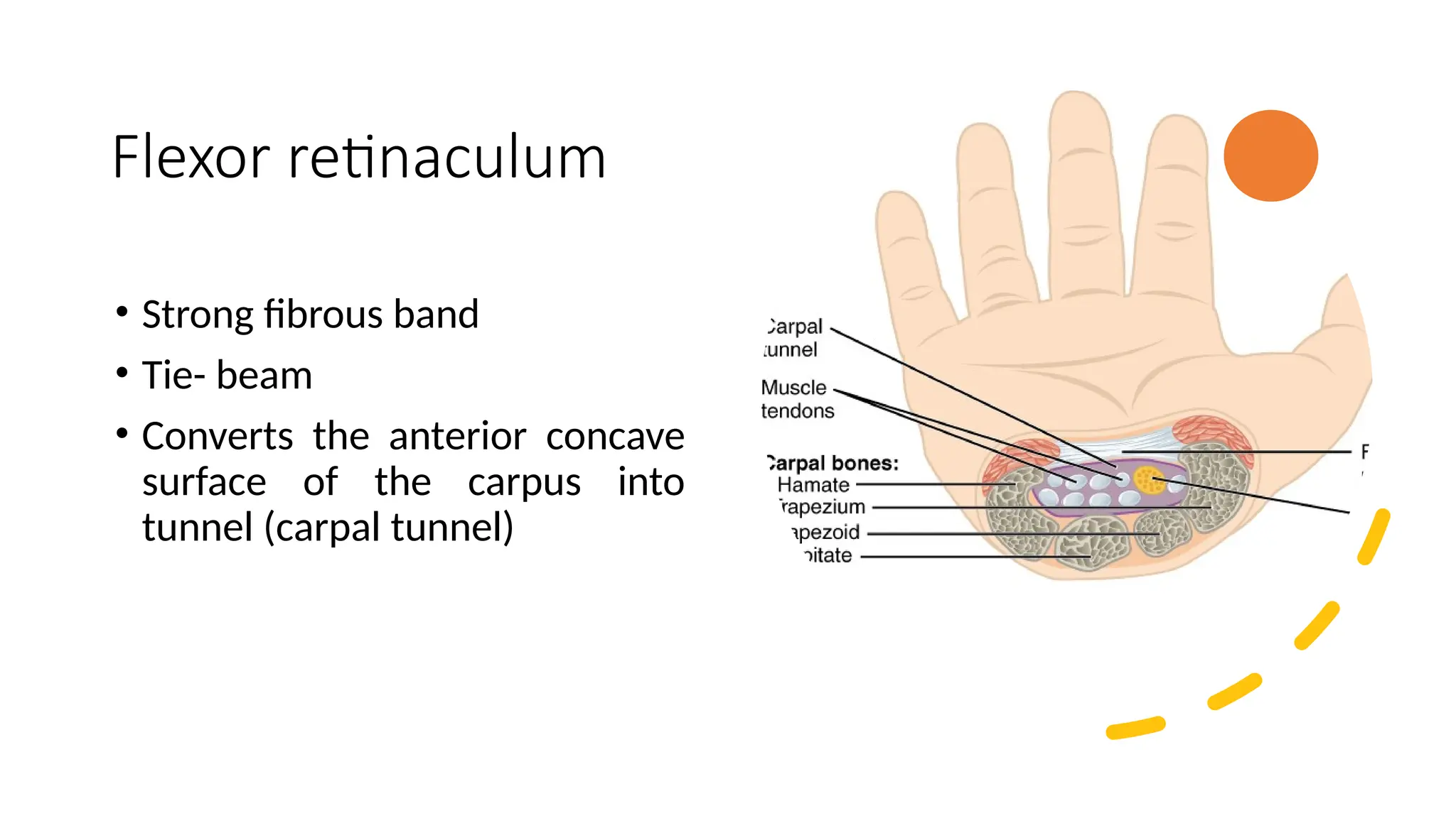 Palm of hand-MUSCLES,BLOOD SUPPLY AND NERVE SUPPLY | PPTX