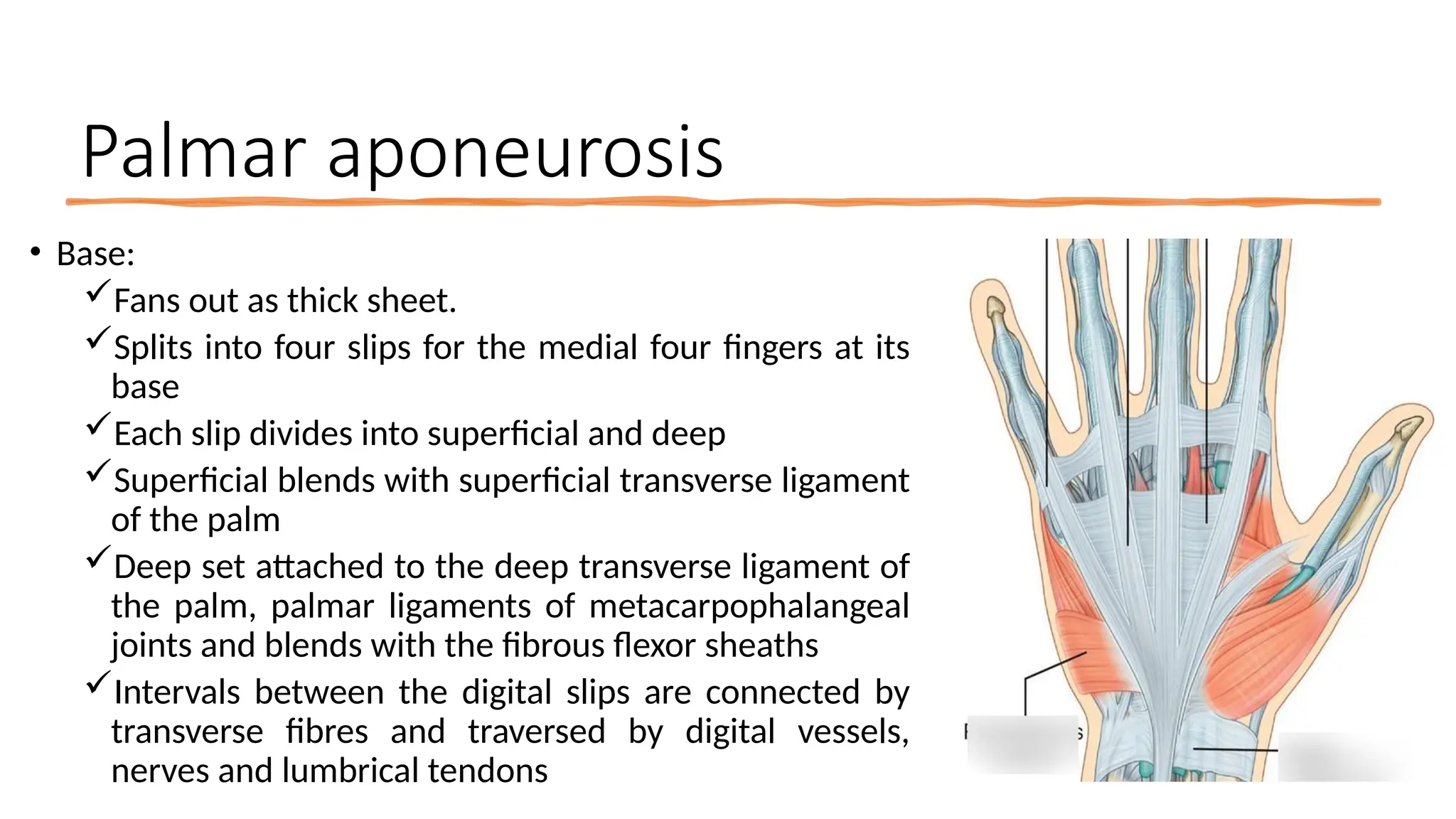 Palm of hand-MUSCLES,BLOOD SUPPLY AND NERVE SUPPLY | PPTX