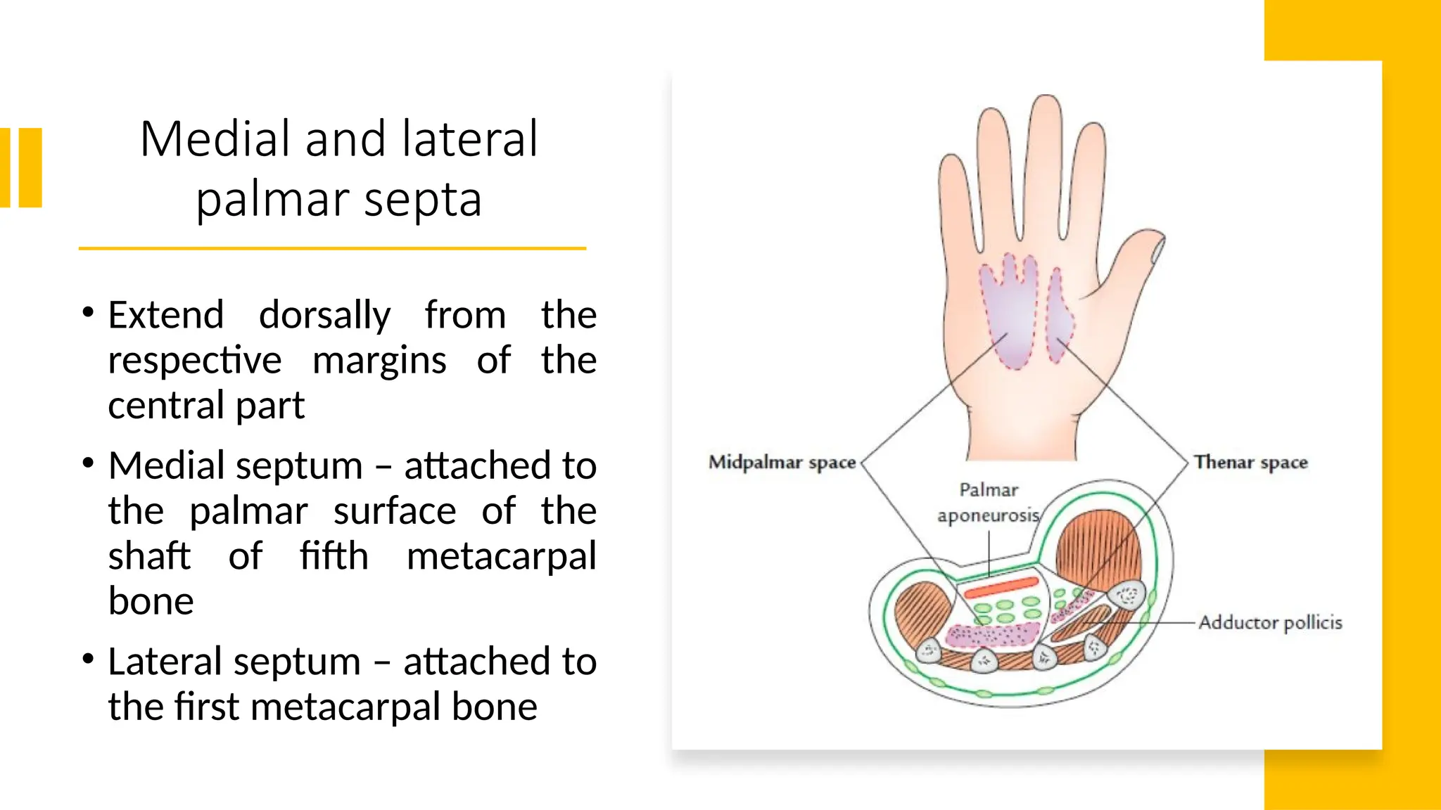 Palm of hand-MUSCLES,BLOOD SUPPLY AND NERVE SUPPLY | PPTX