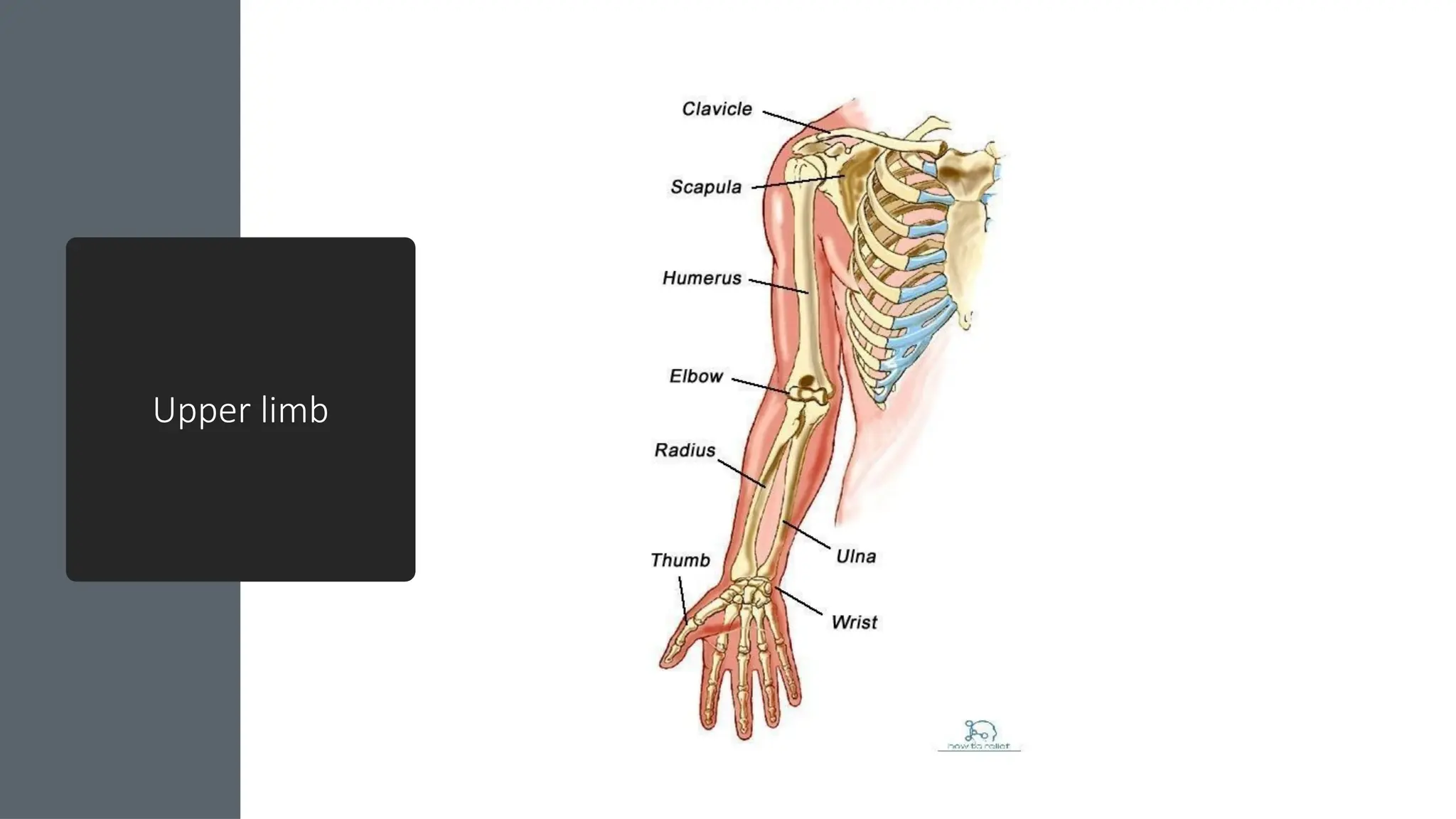 Palm of hand-MUSCLES,BLOOD SUPPLY AND NERVE SUPPLY | PPTX
