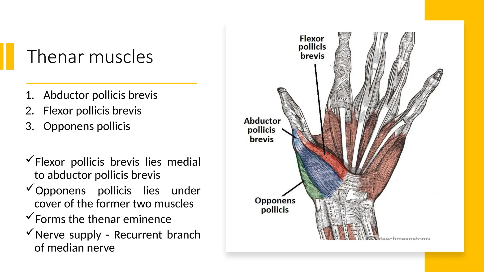 Palm of hand-MUSCLES,BLOOD SUPPLY AND NERVE SUPPLY | PPTX