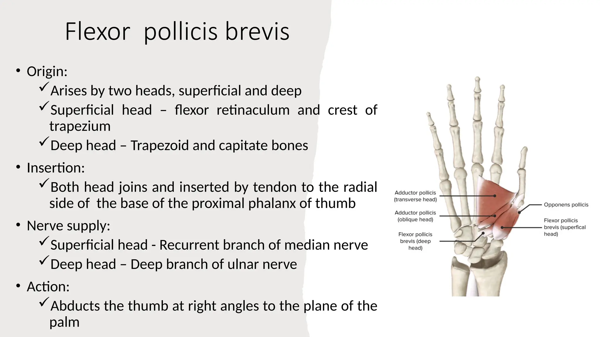 Palm of hand-MUSCLES,BLOOD SUPPLY AND NERVE SUPPLY | PPTX