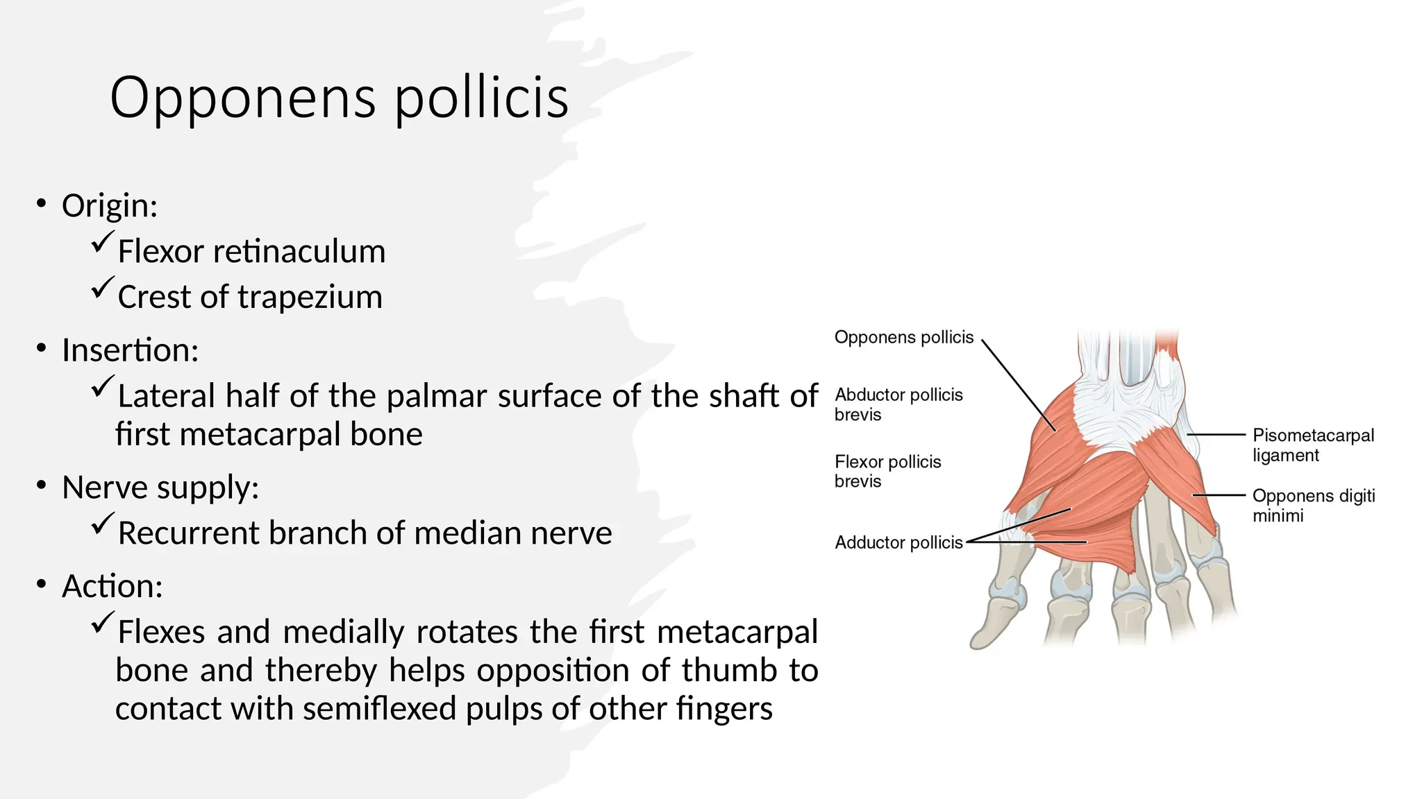 Palm of hand-MUSCLES,BLOOD SUPPLY AND NERVE SUPPLY | PPTX