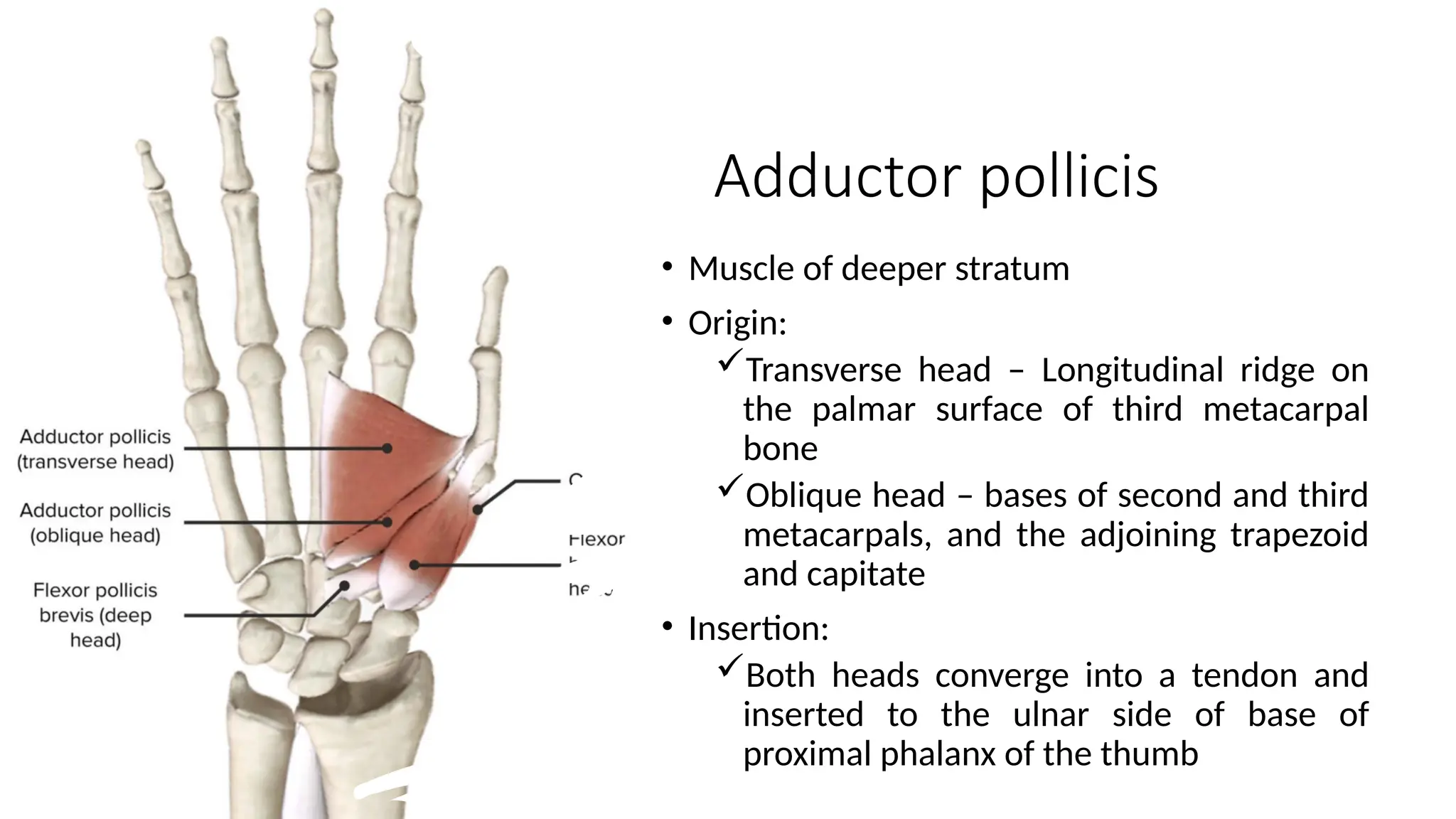 Palm of hand-MUSCLES,BLOOD SUPPLY AND NERVE SUPPLY | PPTX