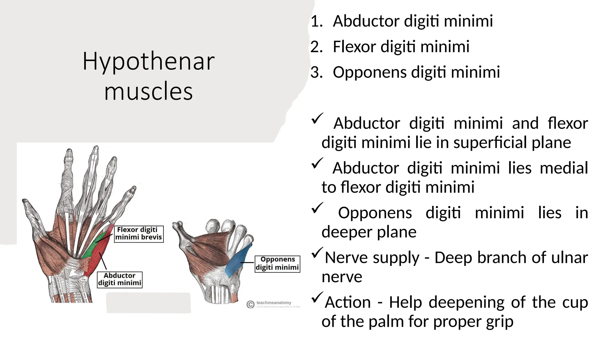 Palm of hand-MUSCLES,BLOOD SUPPLY AND NERVE SUPPLY | PPTX