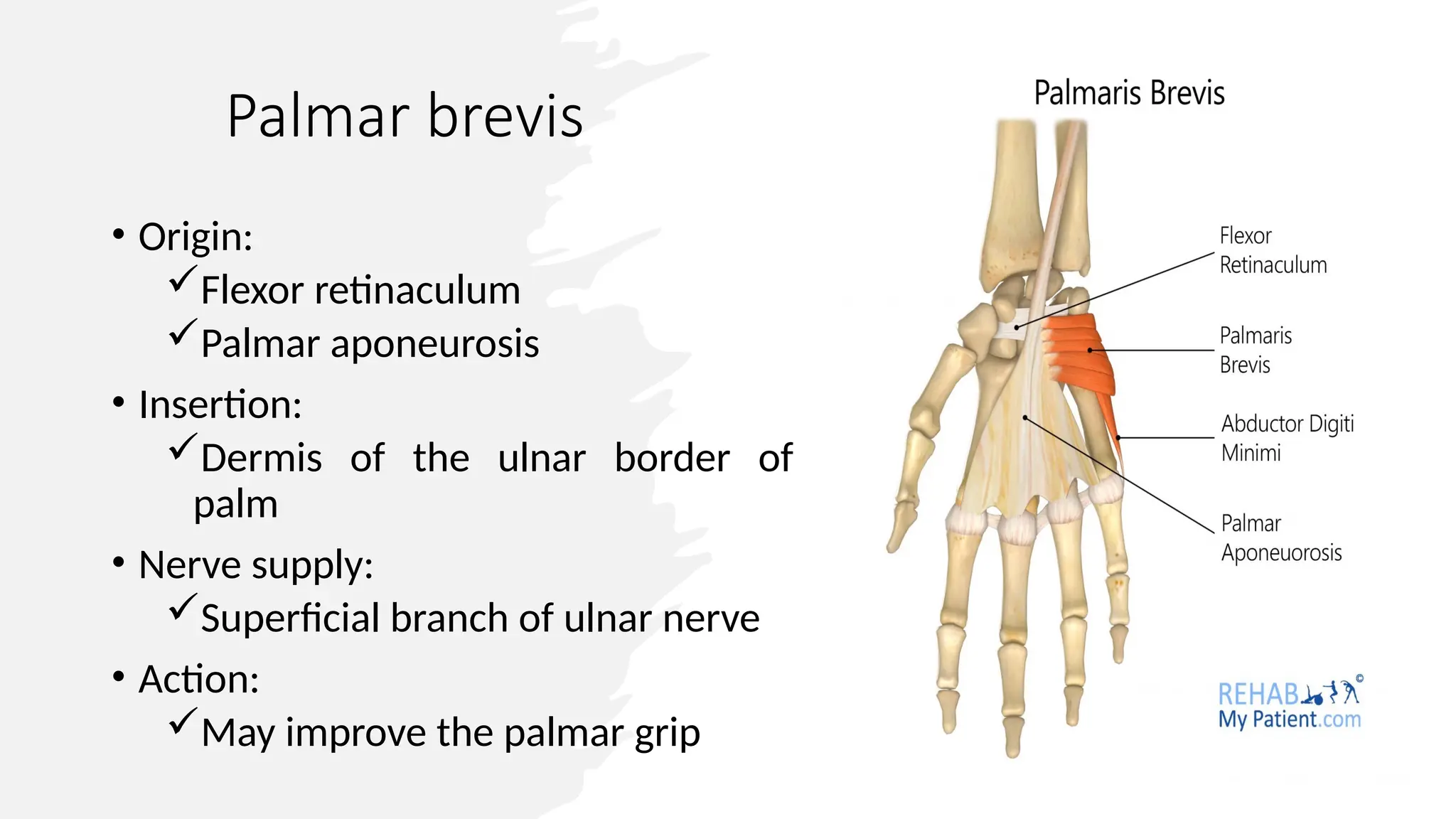 Palm of hand-MUSCLES,BLOOD SUPPLY AND NERVE SUPPLY | PPTX