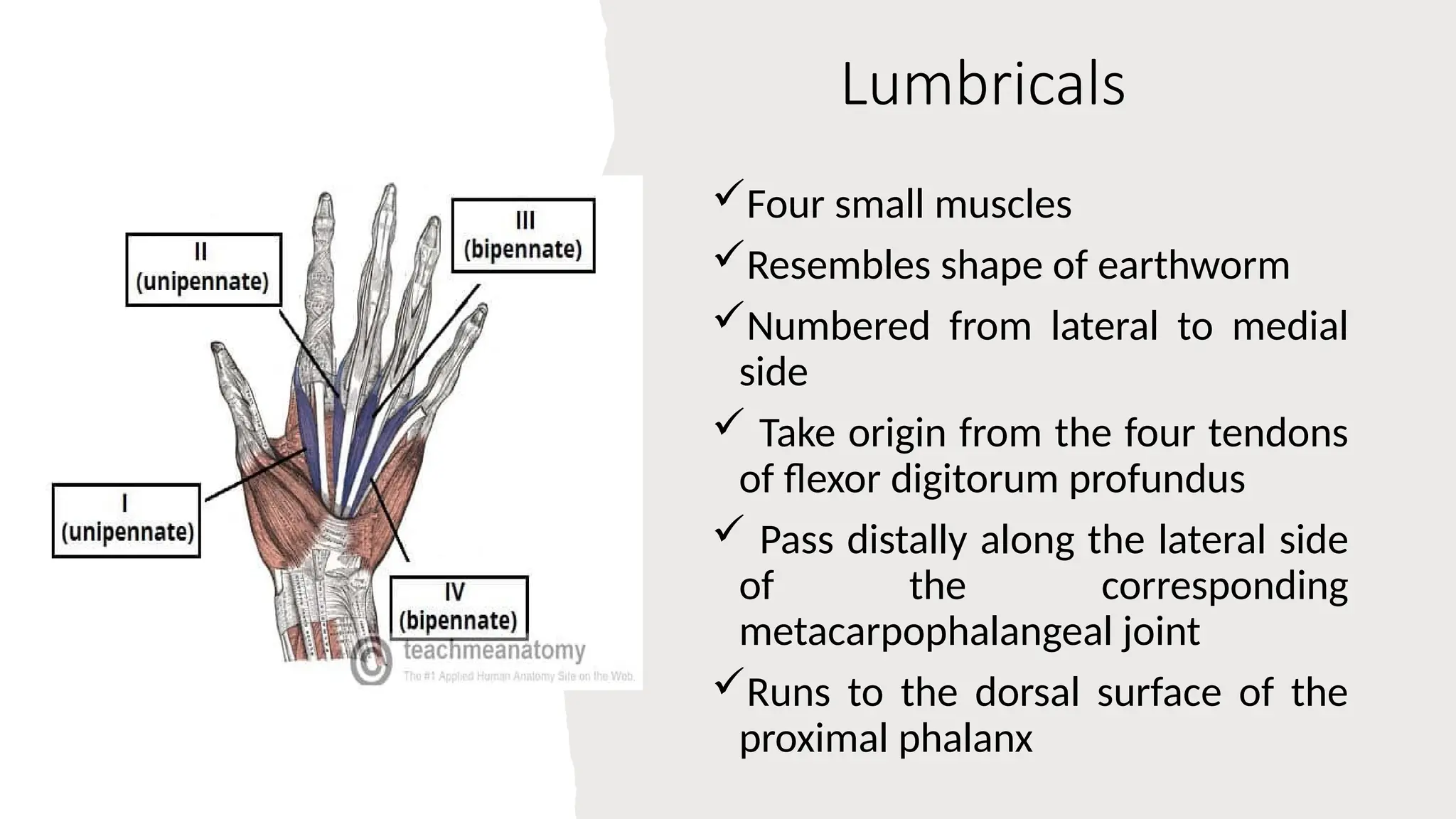 Palm of hand-MUSCLES,BLOOD SUPPLY AND NERVE SUPPLY | PPTX