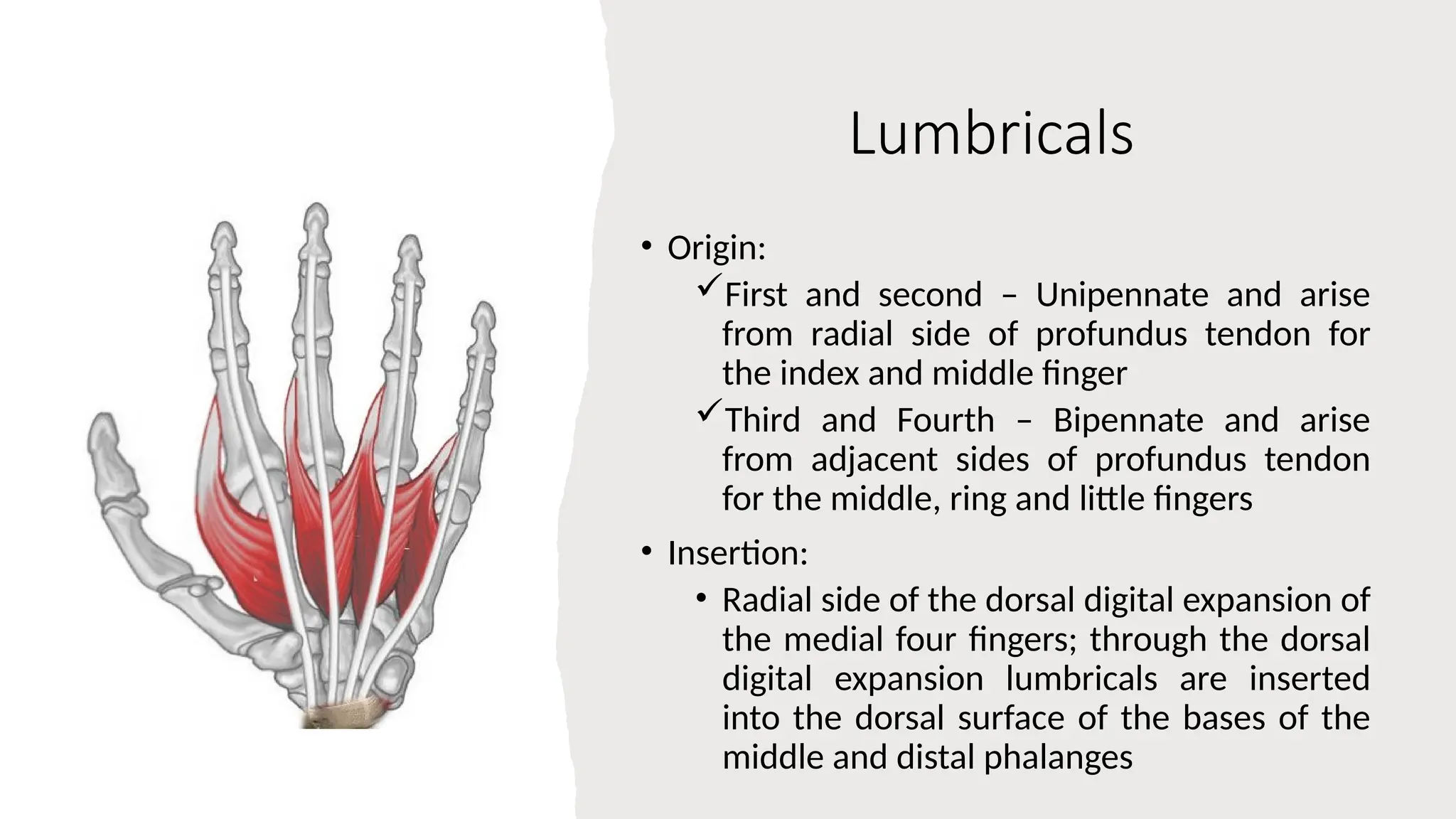 Palm of hand-MUSCLES,BLOOD SUPPLY AND NERVE SUPPLY | PPTX