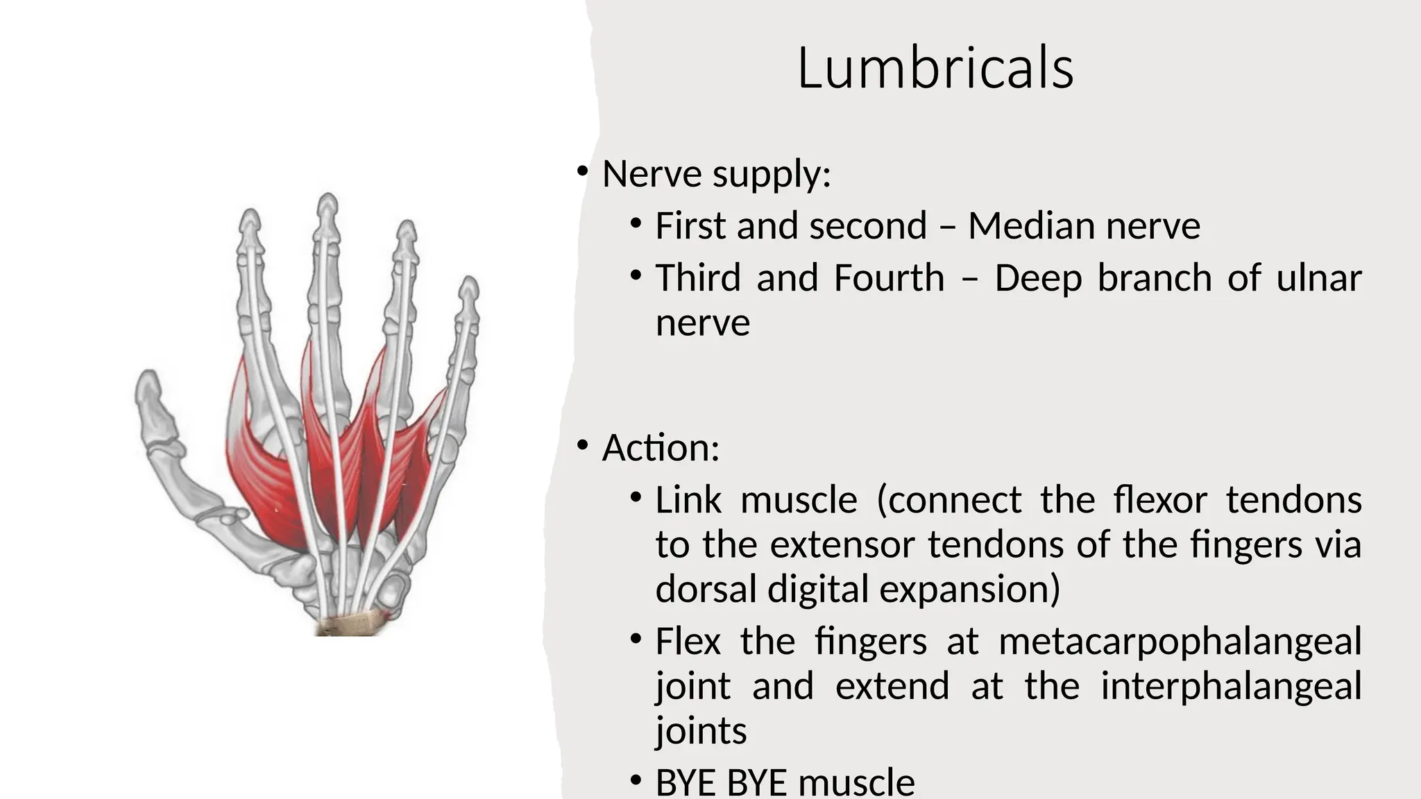 Palm of hand-MUSCLES,BLOOD SUPPLY AND NERVE SUPPLY | PPTX