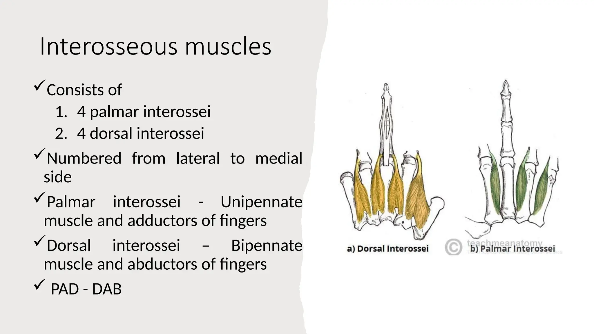 Palm of hand-MUSCLES,BLOOD SUPPLY AND NERVE SUPPLY | PPTX