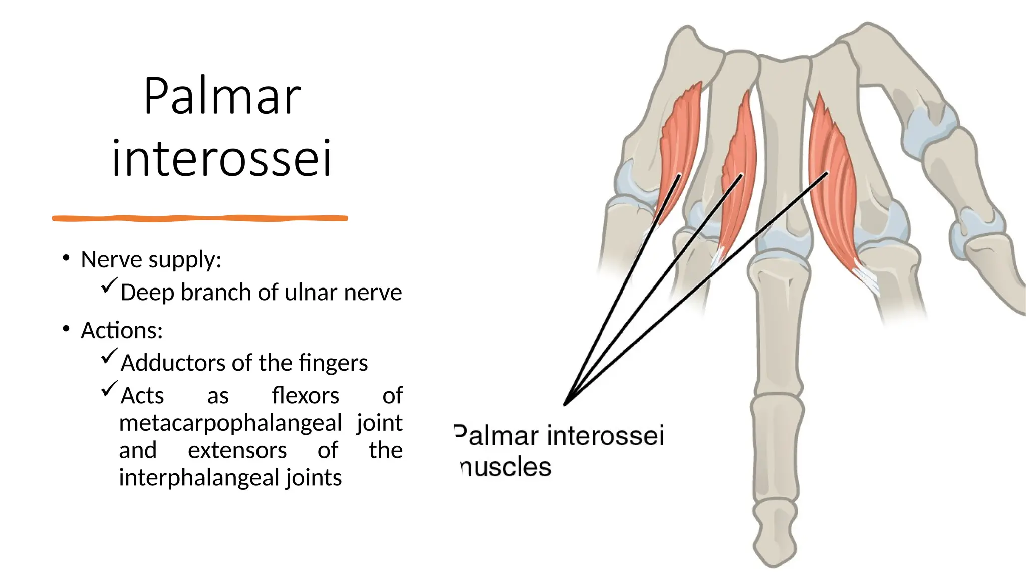 Palm of hand-MUSCLES,BLOOD SUPPLY AND NERVE SUPPLY | PPTX
