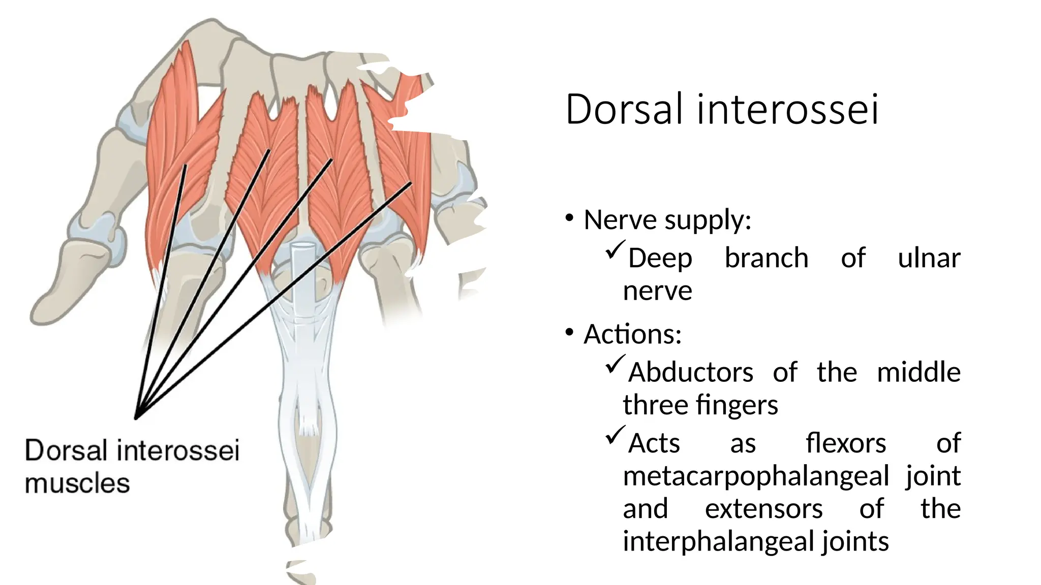 Palm of hand-MUSCLES,BLOOD SUPPLY AND NERVE SUPPLY | PPTX