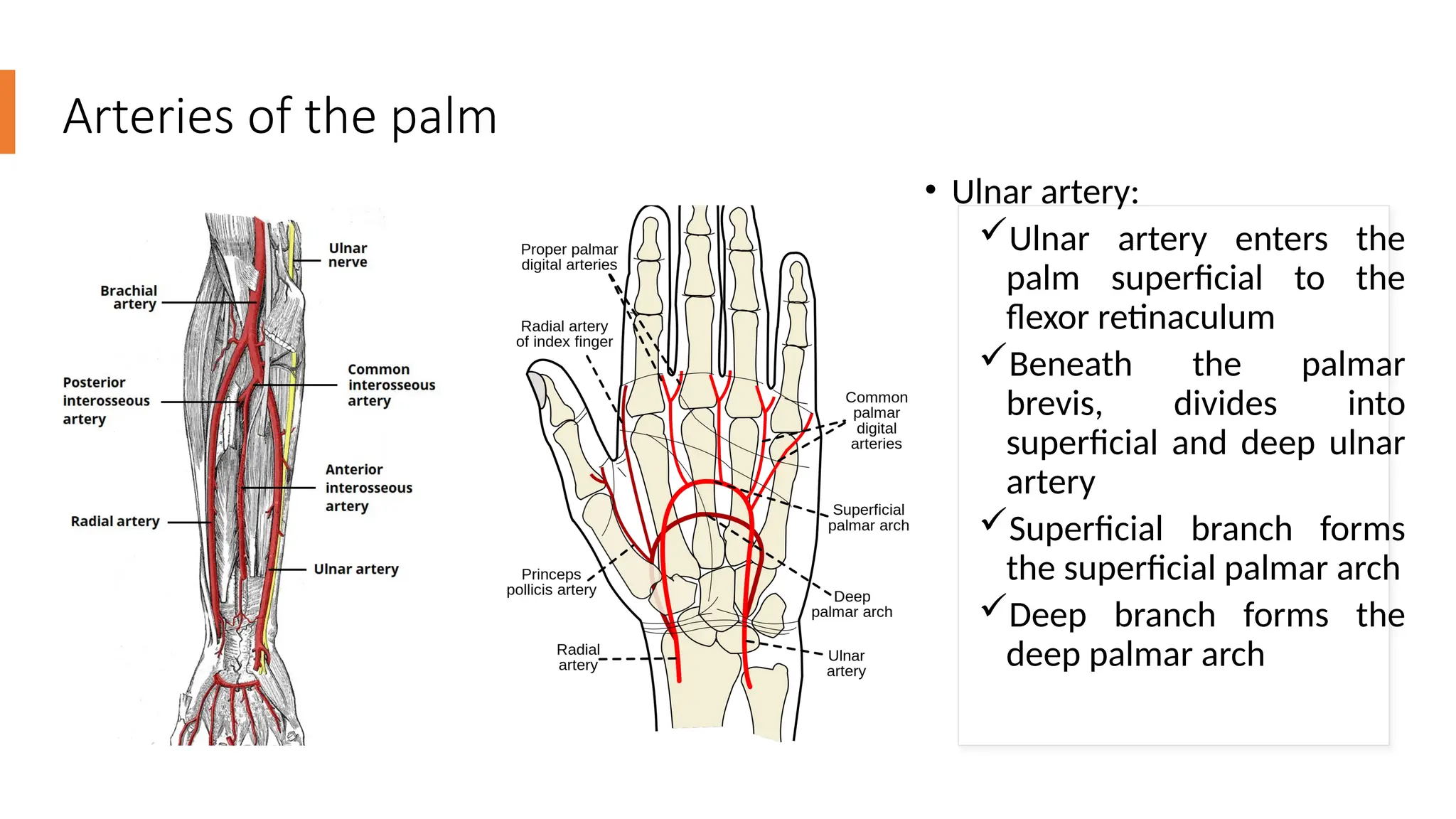 Palm of hand-MUSCLES,BLOOD SUPPLY AND NERVE SUPPLY | PPTX