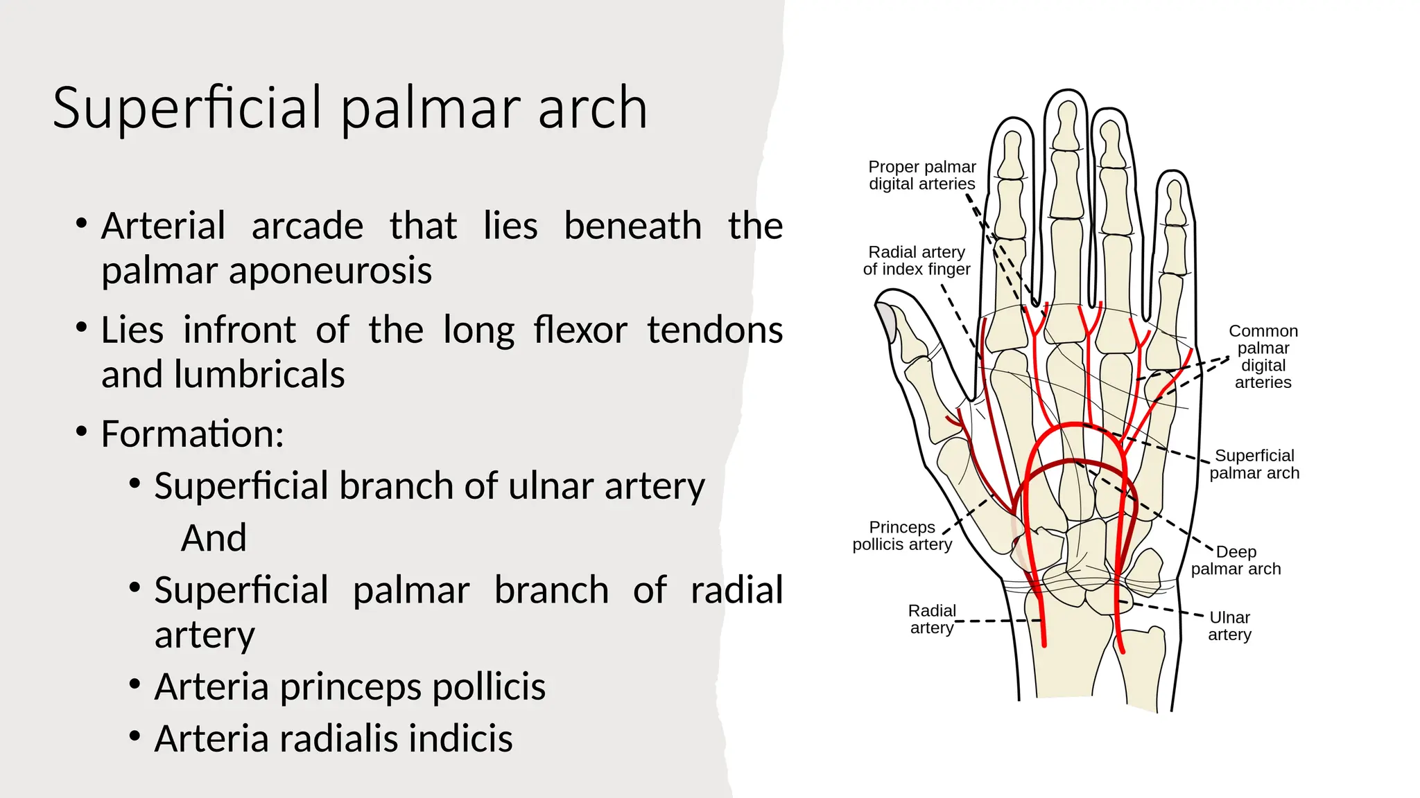 Palm of hand-MUSCLES,BLOOD SUPPLY AND NERVE SUPPLY | PPTX
