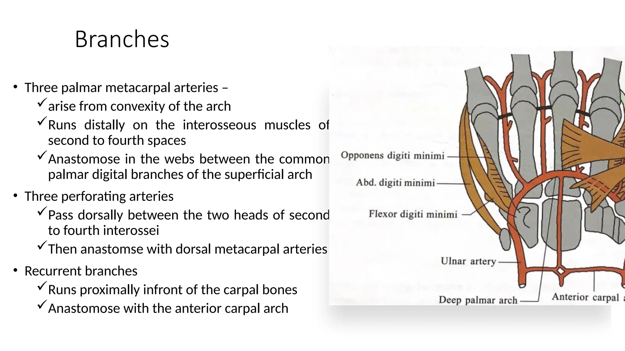 Palm of hand-MUSCLES,BLOOD SUPPLY AND NERVE SUPPLY | PPTX