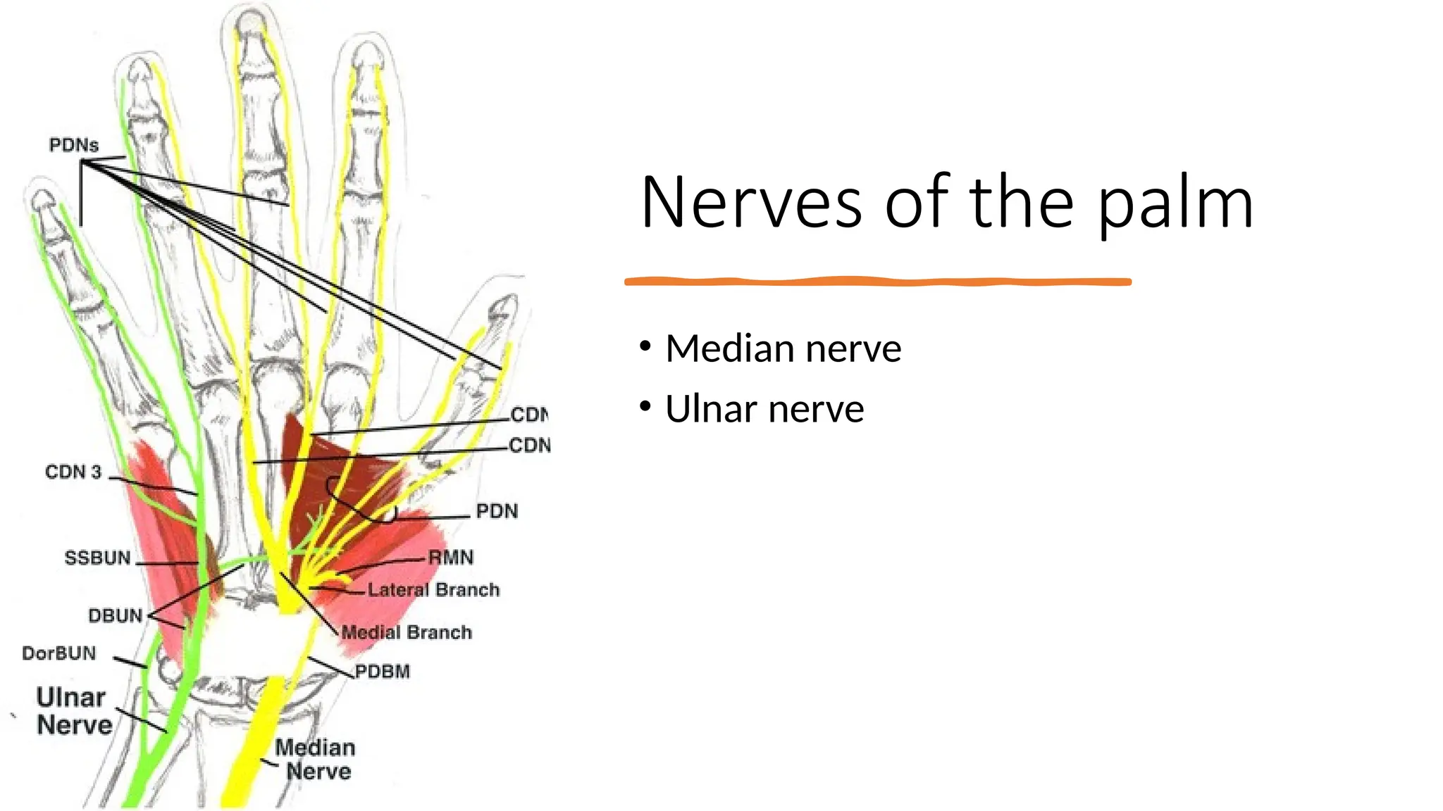 Palm of hand-MUSCLES,BLOOD SUPPLY AND NERVE SUPPLY | PPTX