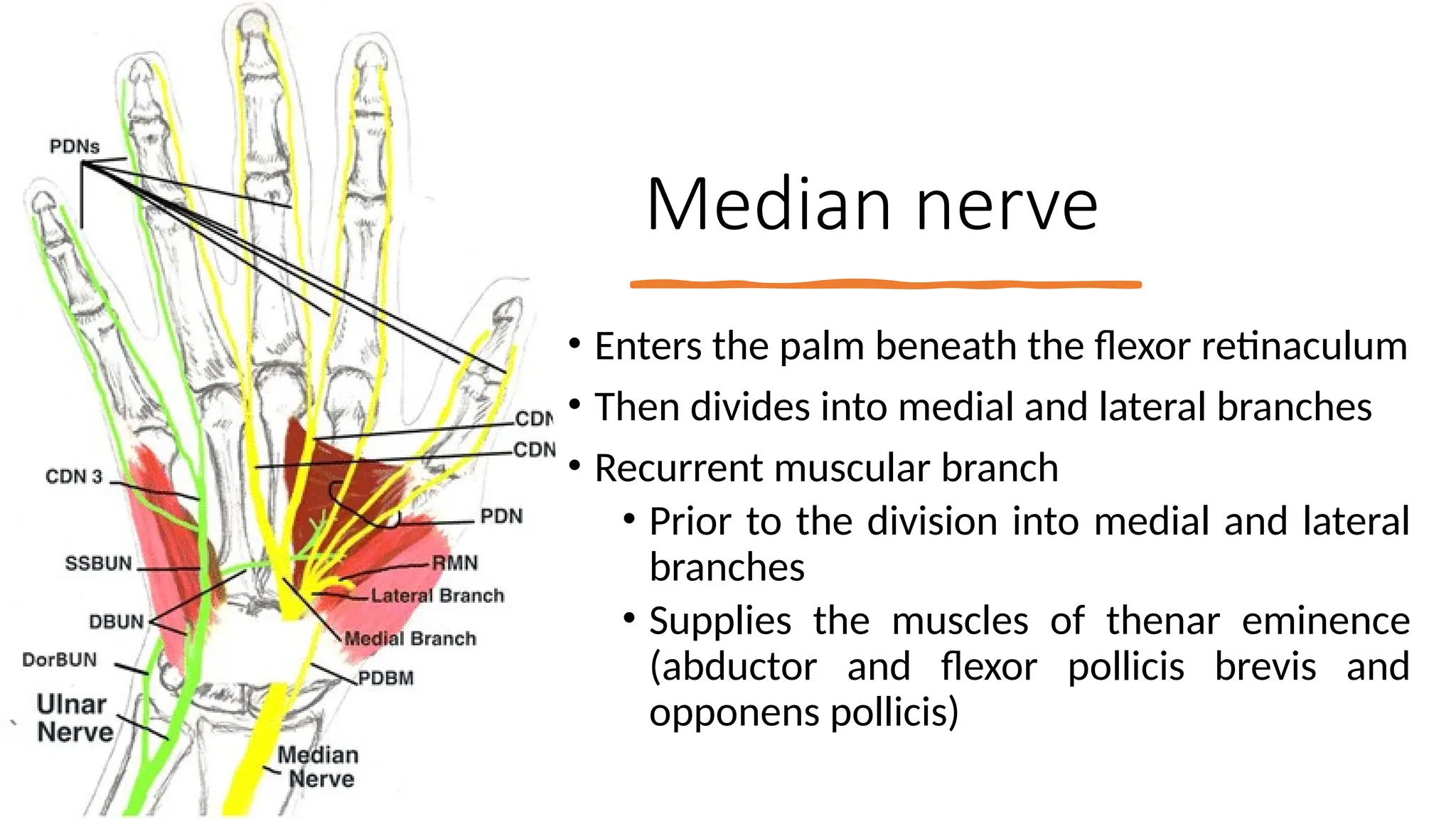 Palm of hand-MUSCLES,BLOOD SUPPLY AND NERVE SUPPLY | PPTX