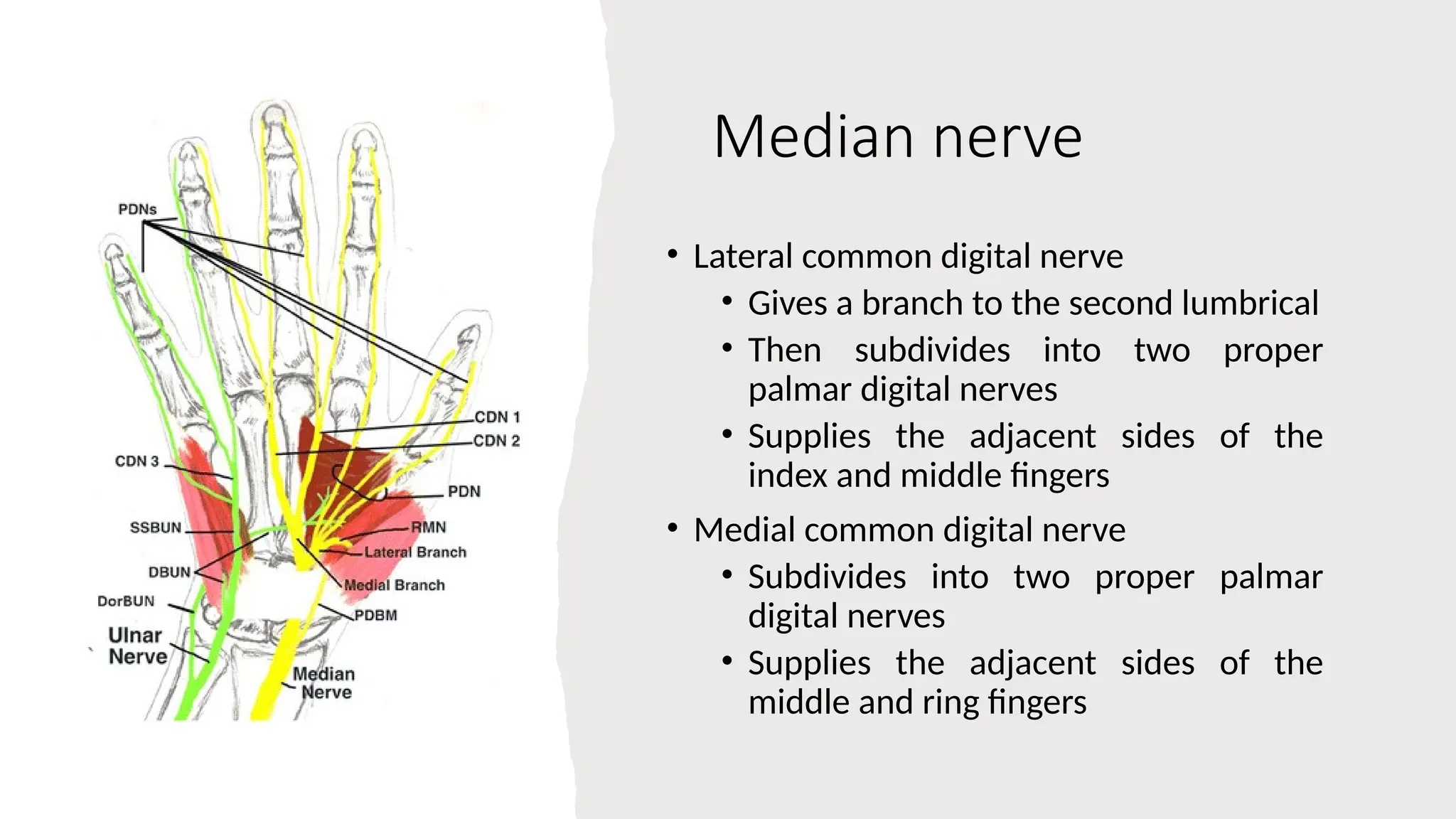Palm of hand-MUSCLES,BLOOD SUPPLY AND NERVE SUPPLY | PPTX