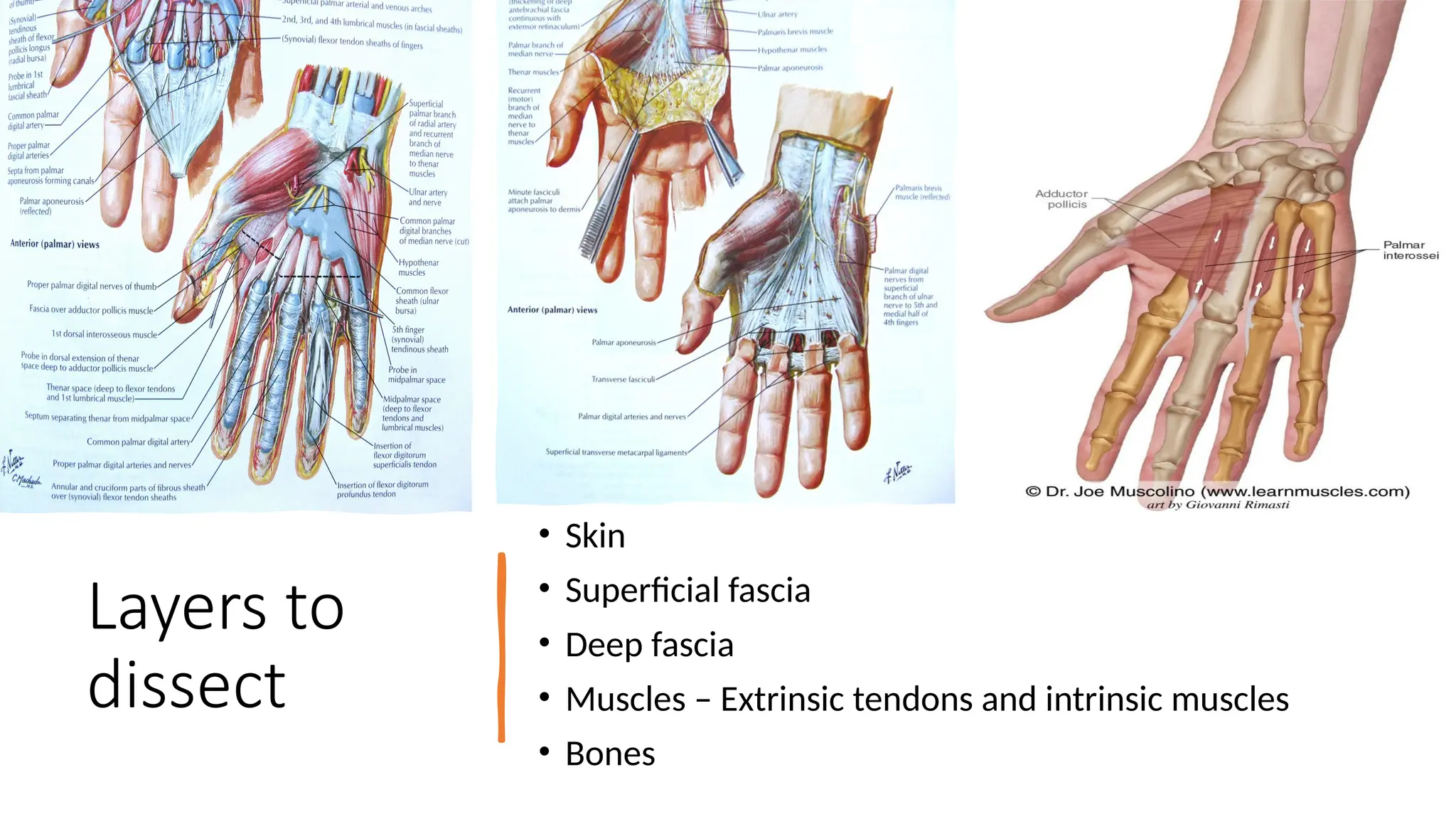 Palm of hand-MUSCLES,BLOOD SUPPLY AND NERVE SUPPLY | PPTX