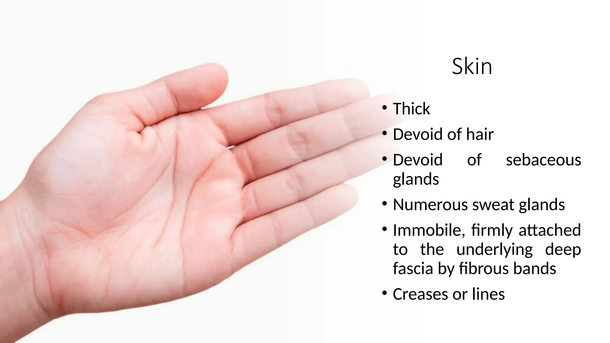 Palm of hand-MUSCLES,BLOOD SUPPLY AND NERVE SUPPLY | PPTX