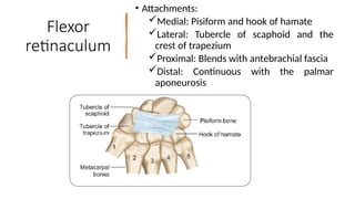 Palm of hand-MUSCLES,BLOOD SUPPLY AND NERVE SUPPLY | PPTX