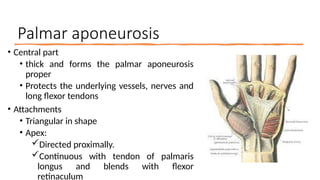 Palm of hand-MUSCLES,BLOOD SUPPLY AND NERVE SUPPLY | PPTX