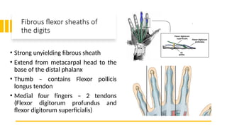 Palm of hand-MUSCLES,BLOOD SUPPLY AND NERVE SUPPLY | PPTX