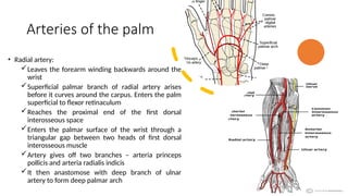 Palm of hand-MUSCLES,BLOOD SUPPLY AND NERVE SUPPLY | PPTX