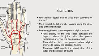 Palm of hand-MUSCLES,BLOOD SUPPLY AND NERVE SUPPLY | PPTX